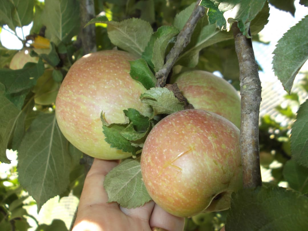 How to Grow Your Own Apple Trees for Fresh Fruit